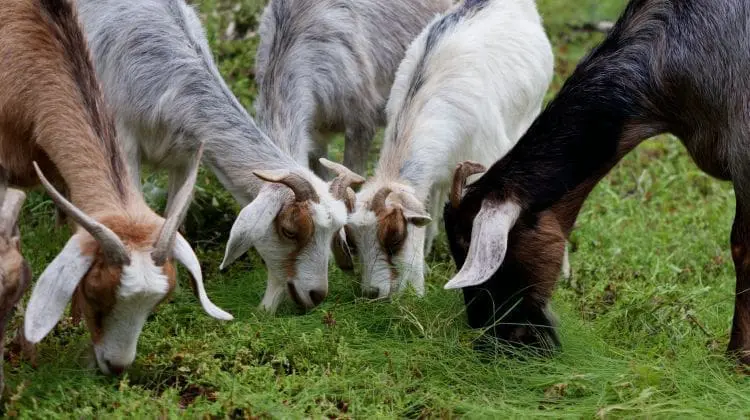 What Do Goats Eat? - Self Sufficient Projects