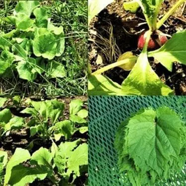 What Happens If You Cook Your Food In Leaves? - Self Sufficient Projects
