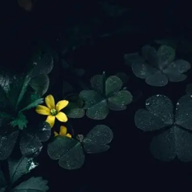 Why You Should Garden After Dark - Self Sufficient Projects