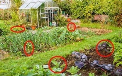 Other - Self Sufficient Projects