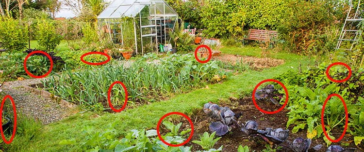 The Most Contaminated Vegetables You Should Look Out For - Self ...