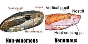 How To Identify The Venomous Snakes On Your Property - Self Sufficient ...