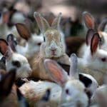 Livestock Animals You Should Start Raising For The Upcoming Economic ...