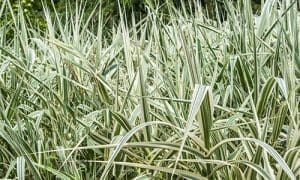 DIY Rope From Most Common Plants - Self Sufficient Projects