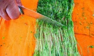 DIY Rope From Most Common Plants - Self Sufficient Projects