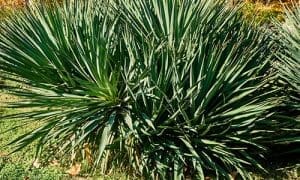 DIY Rope From Most Common Plants - Self Sufficient Projects