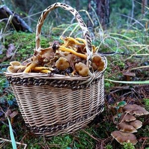 Here’s What You Need to Build a Forager’s Toolkit - Self Sufficient ...