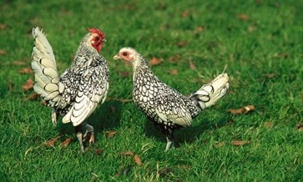 Mini Chickens - Self Sufficient Projects