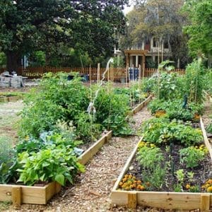 22 Ways to Boost Food Production in 2022 - Self Sufficient Projects