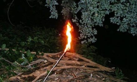 16 Uses Of Sticky Sap For Wilderness Survival And Self-Reliance - Self ...