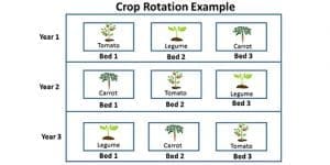 Everything You Need To Know About Crop Rotation (And Why You Should Do ...