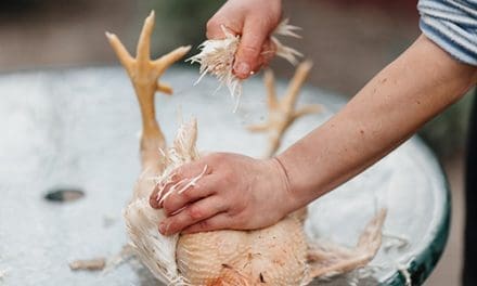Step By Step For Butchering Chicken - Self Sufficient Projects