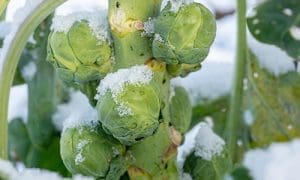 10 Things To Plant In The Fall To Harvest In The Dead Of Winter - Self ...