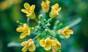 10 Things To Plant In The Fall To Harvest In The Dead Of Winter - Self ...