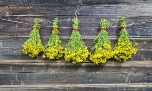 Amish Medicinal Garden - Self Sufficient Projects