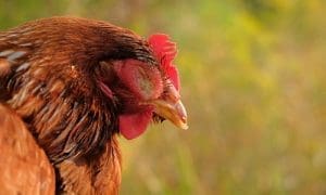 Recognizing And Treating Common Chicken Diseases - Self Sufficient Projects