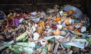 11 Ingenious Uses For Eggshells In Your Garden - Self Sufficient Projects