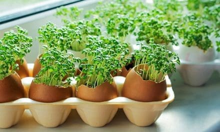 11 Ingenious Uses For Eggshells In Your Garden - Self Sufficient Projects