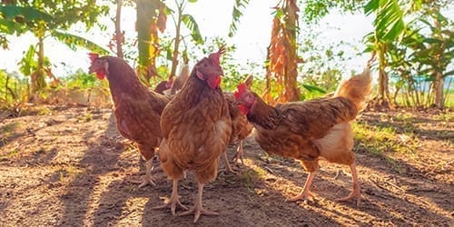 The Best Chicken Breeds for Your Homestead - Self Sufficient Projects