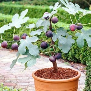 The Best Fruit Trees to Grow in Five Gallon Buckets - Self Sufficient ...