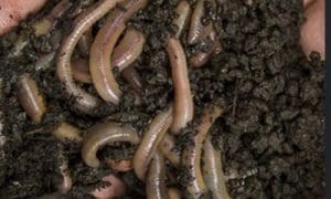 DIY Worm Compost Tower - Self Sufficient Projects