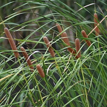 Survival Foods You Need To Forage This Spring - Self Sufficient Projects