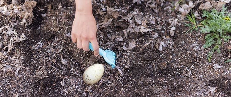 What Happens If You Plant An Egg In Your Garden - Self Sufficient Projects
