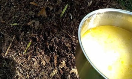 7 Things You Should Never Compost: You’ll Regret It Later - Self ...
