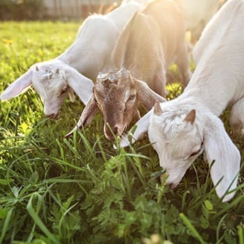 Goat - Self Sufficient Projects