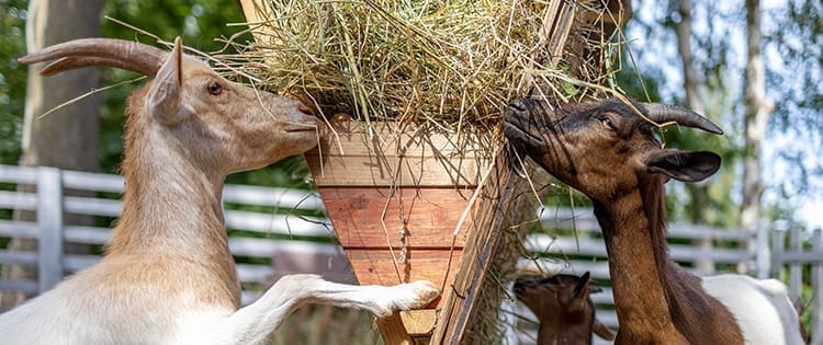Goat - Self Sufficient Projects