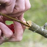 How To Graft Your Fruit Trees This Spring - Self Sufficient Projects
