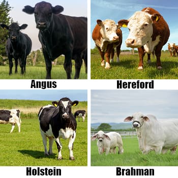 Cow - Self Sufficient Projects