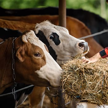 Cow - Self Sufficient Projects