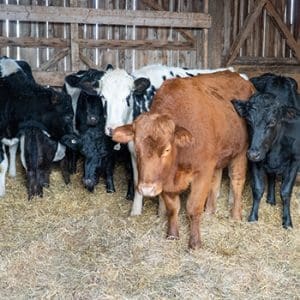 Cow - Self Sufficient Projects