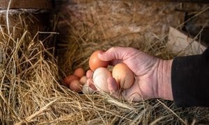 How To Entertain Your Chickens - Self Sufficient Projects