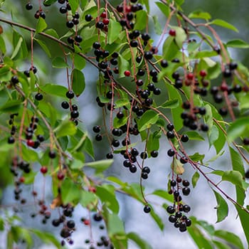 Trees With Edible Leaves You Should Forage This Summer - Self ...