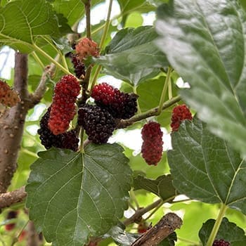 Trees With Edible Leaves You Should Forage This Summer - Self ...