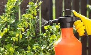 This Is Why You Should Use Hydrogen Peroxide In Your Garden - Self ...