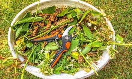 How To Grow A Weed-Free Garden - Self Sufficient Projects