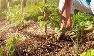 How To Grow A Weed-Free Garden - Self Sufficient Projects