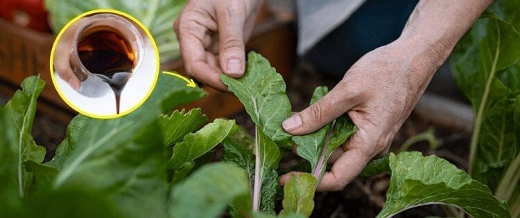 What Molasses Does To Your Garden - Self Sufficient Projects