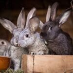 6 Most Profitable Animals To Raise On Your Property