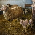 6 Most Profitable Animals To Raise On Your Property