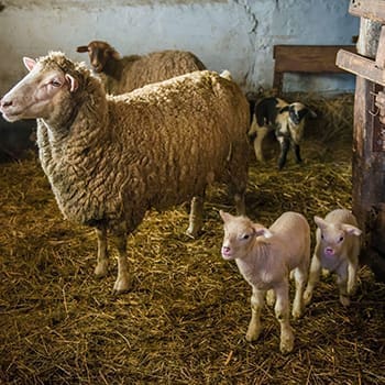 6 Most Profitable Animals To Raise On Your Property