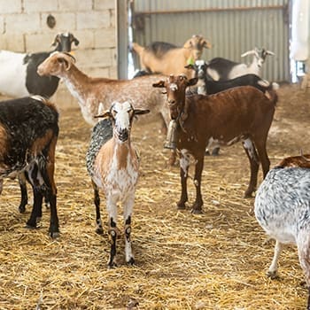 6 Most Profitable Animals To Raise On Your Property