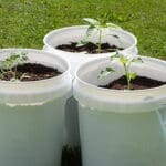 Best Crops to Grow in Buckets: 25 Year-Round Options