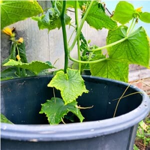Best Crops to Grow in Buckets: 25 Year-Round Options