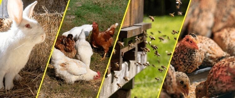 Low Maintenance Animals for Your Homestead - Self Sufficient Projects