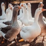 Geese - Self Sufficient Projects