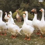Geese - Self Sufficient Projects
